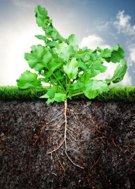 The Root of Weeds – Be Victorious